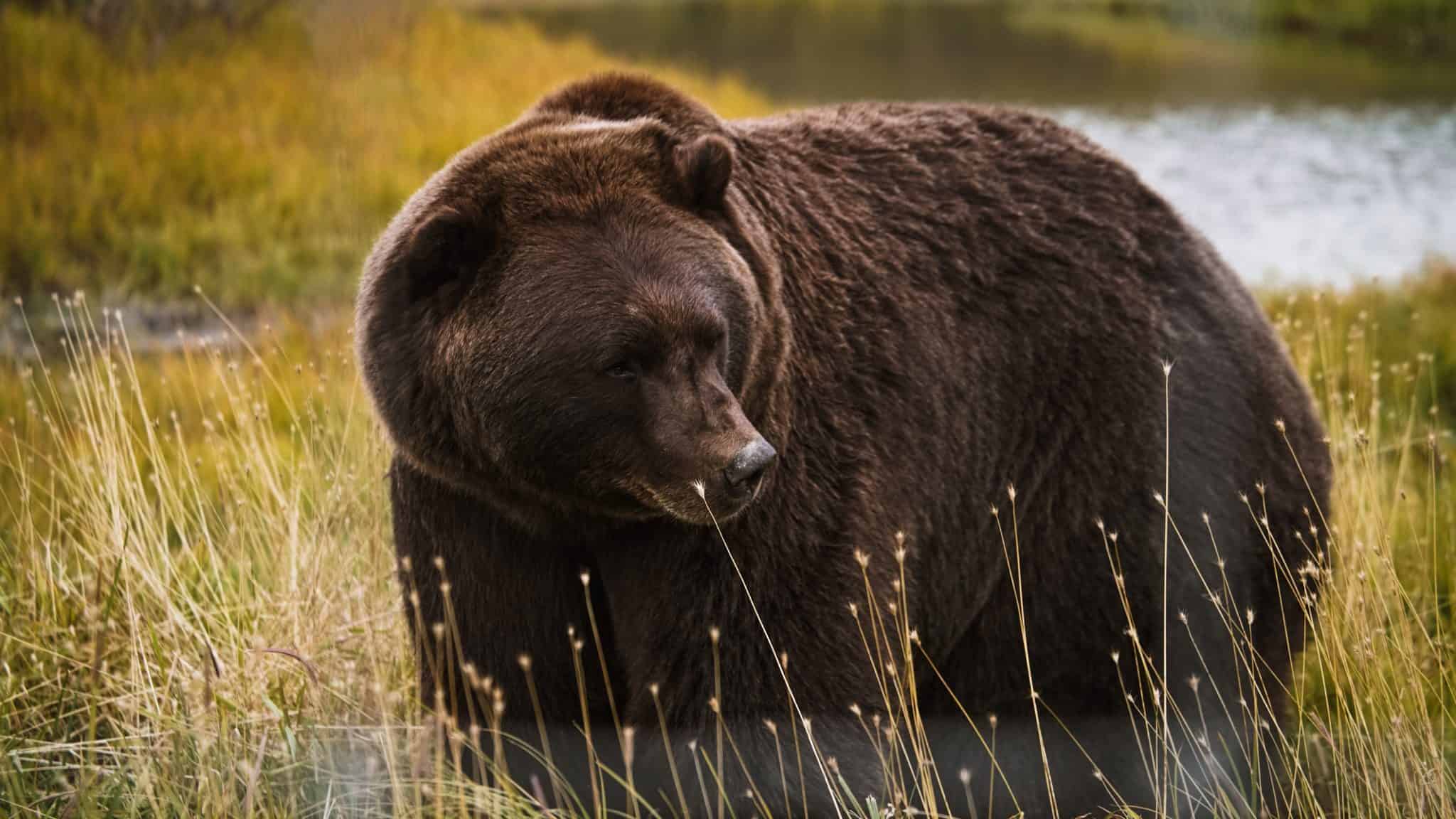 What is Alaska Known For? 20 Things Alaska is Famous For - Paula Pins ...
