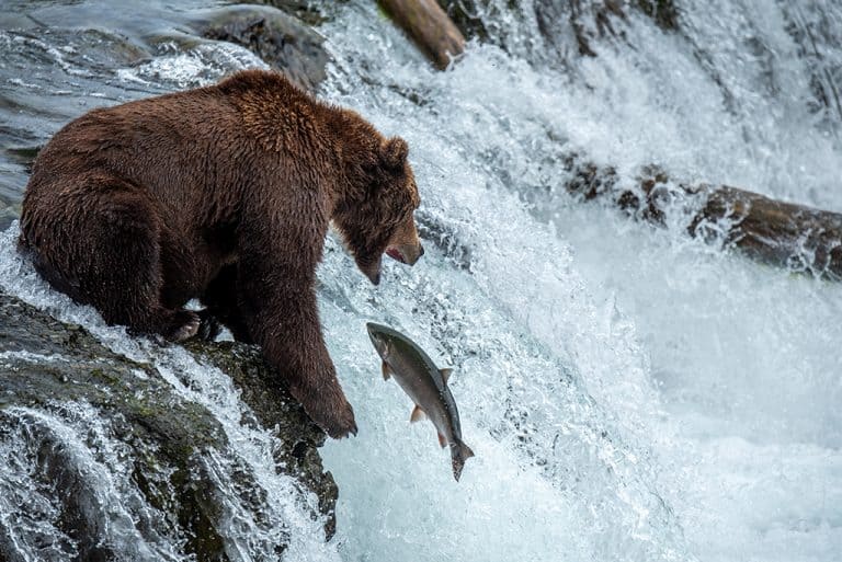 22 Alaska Bucket List Experiences You Won't Want to Miss! - Paula Pins ...