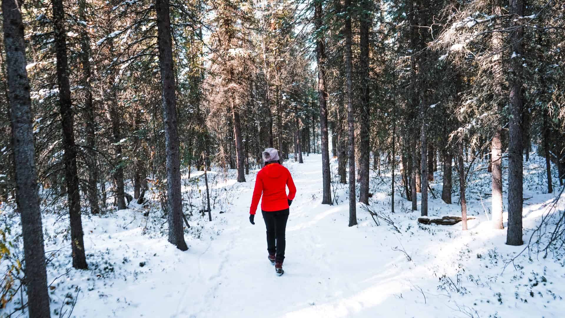 10 Adventurous Things to do in Denali National Park + 20 Hikes in ...