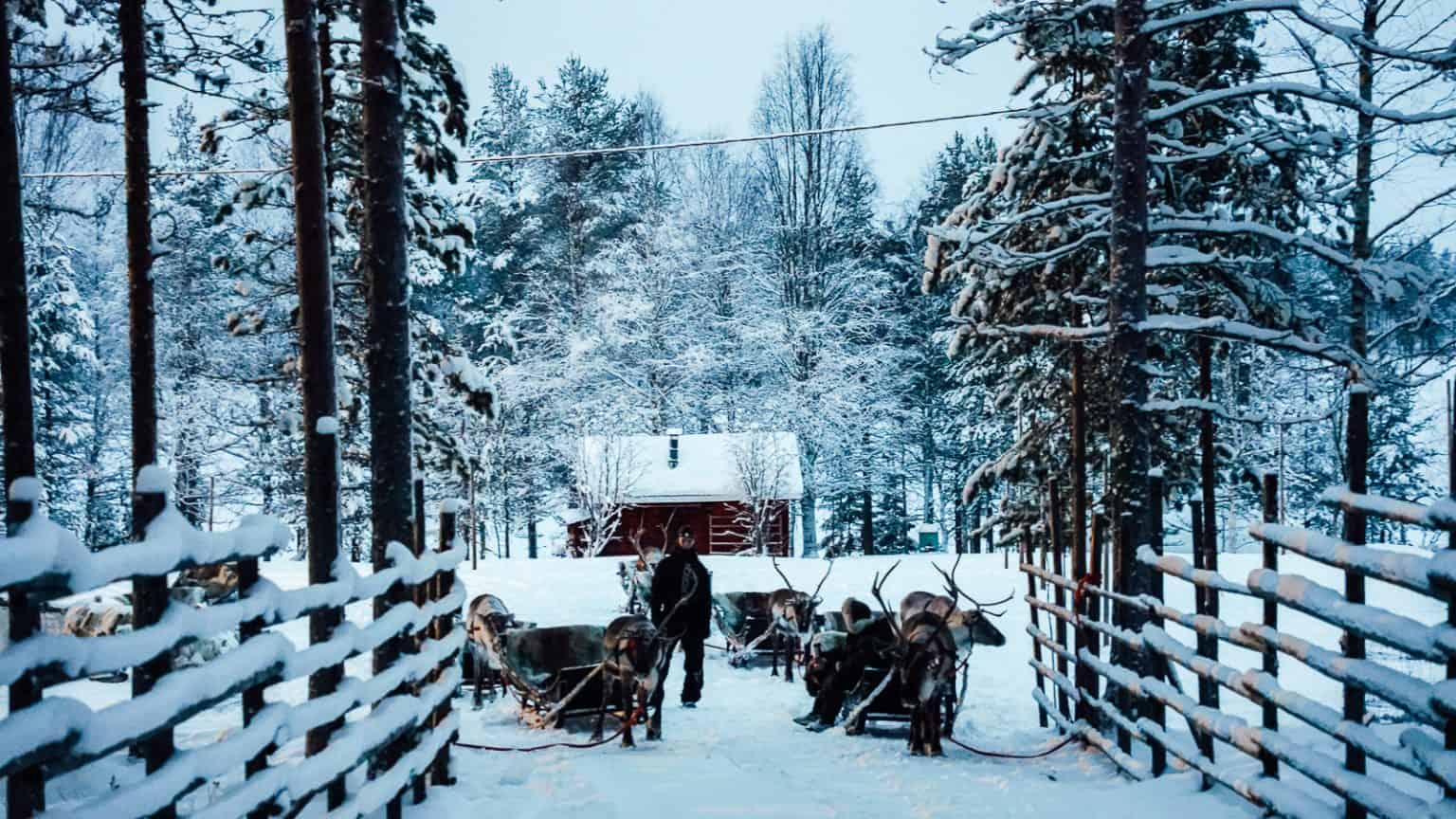 Reindeer Farm Rovaniemi: Best Tours and Farms to Visit in 2023